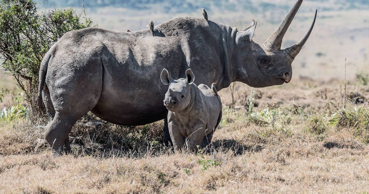 Kenya on Path to Establish New Mountain Bongo and Black Rhino Sanctuary ...