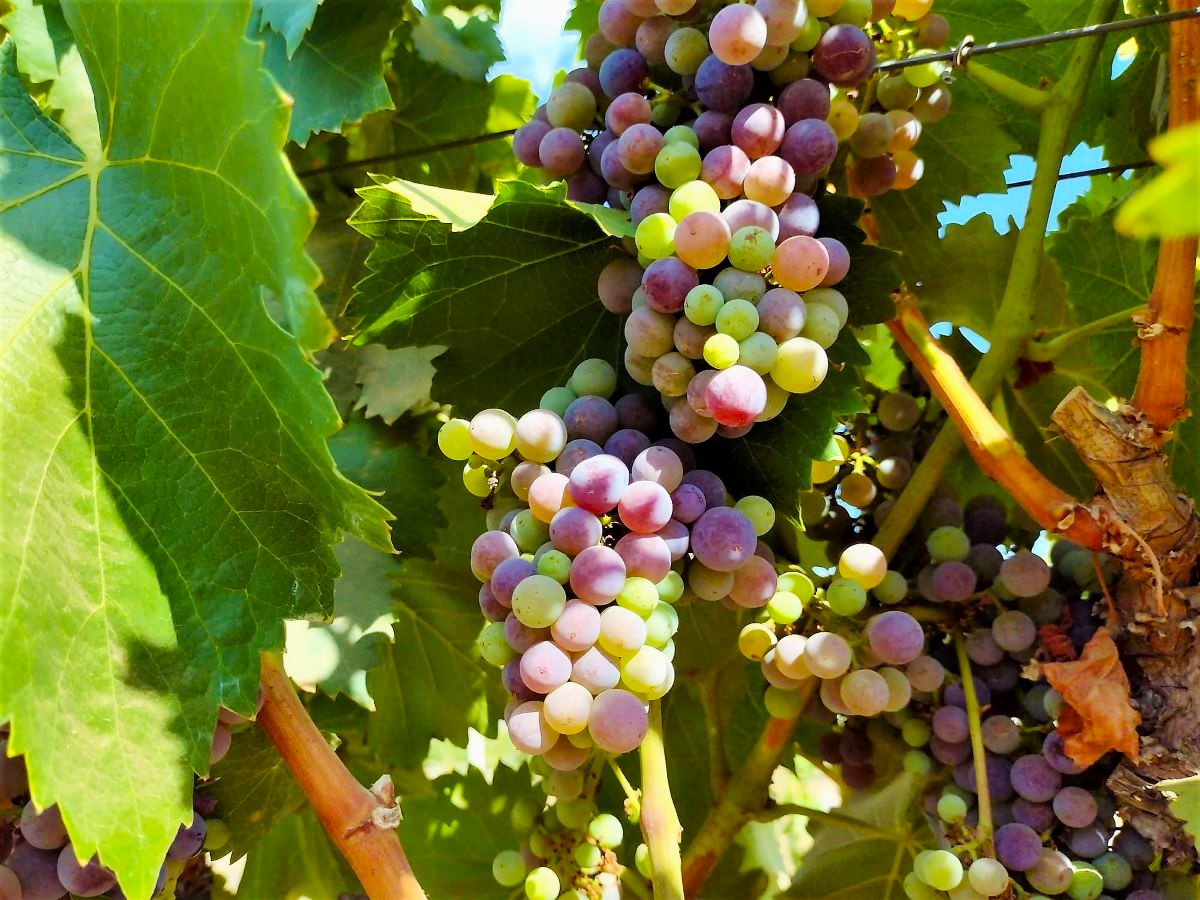 Reportan más de 4 mil hectáreas de cultivo de vid en Baja California ...