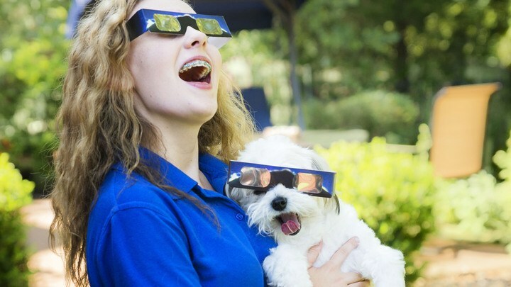 Solar Eclipse With Pets: Safety Concerns & Health Issues - The Baja Post