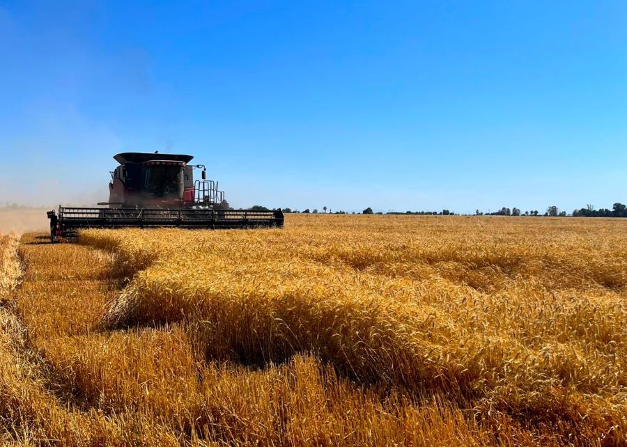 12% de avance en trilla de trigo en el Valle de Mexicali - THE BAJAPOST
