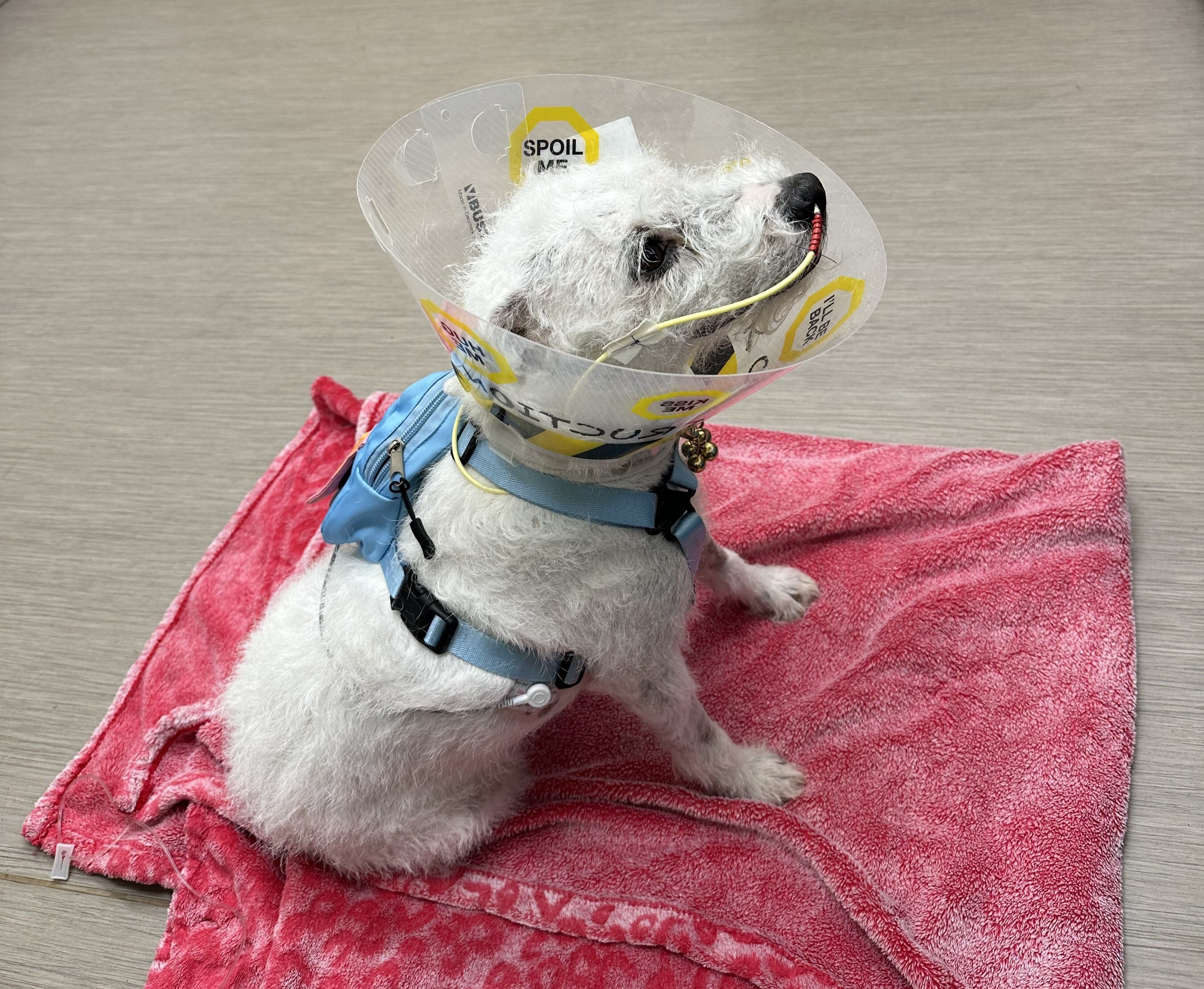 Dog Nearly Dies From Skunk Encounter - The Baja Post