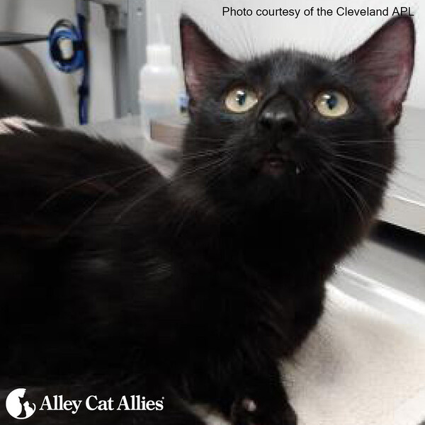 VICTORY: Ohio Supreme Court Rules All Cats Protected as Companion ...