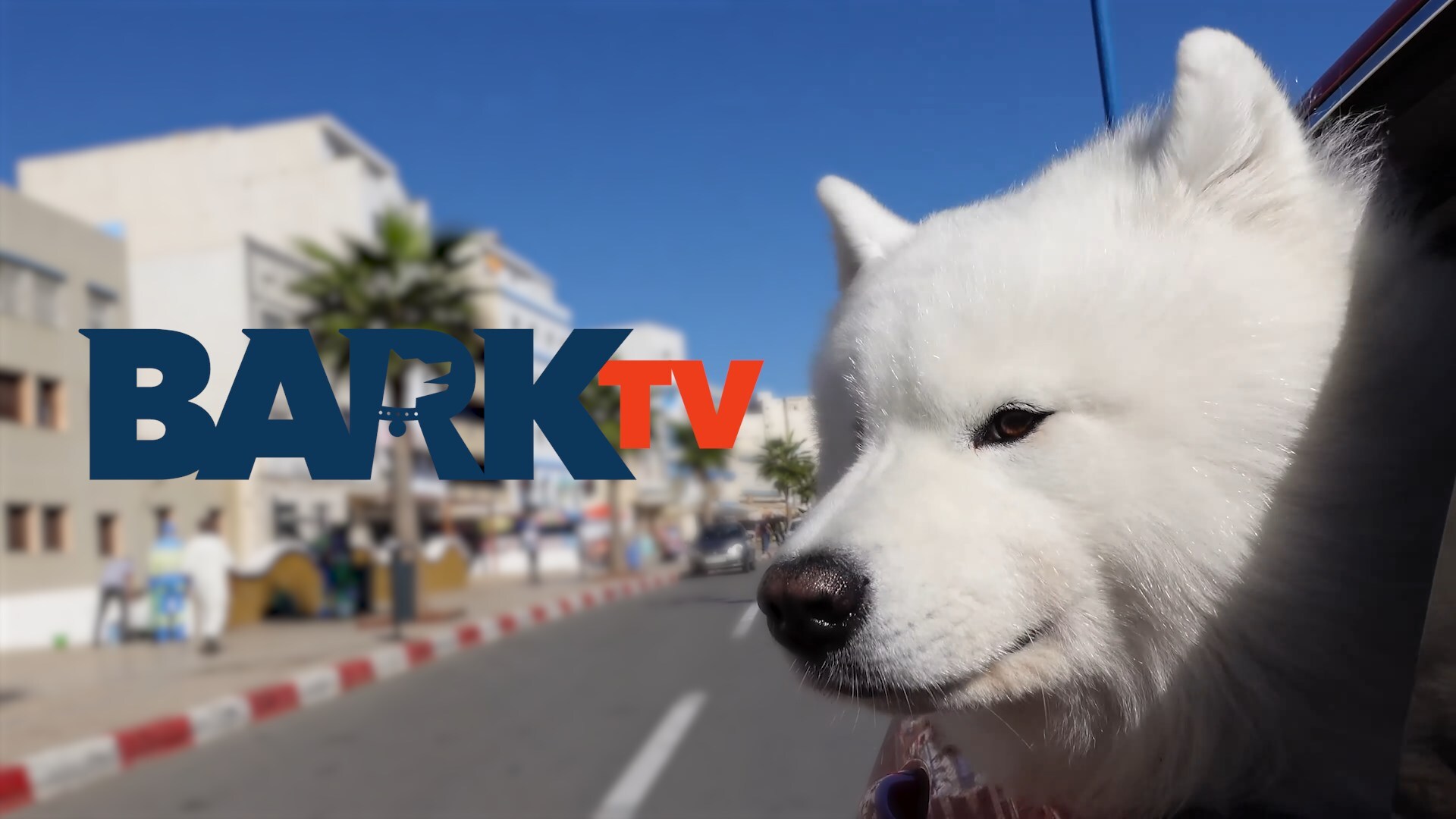 Bark TV Launches National Multiplatform Distribution Network to Reach ...