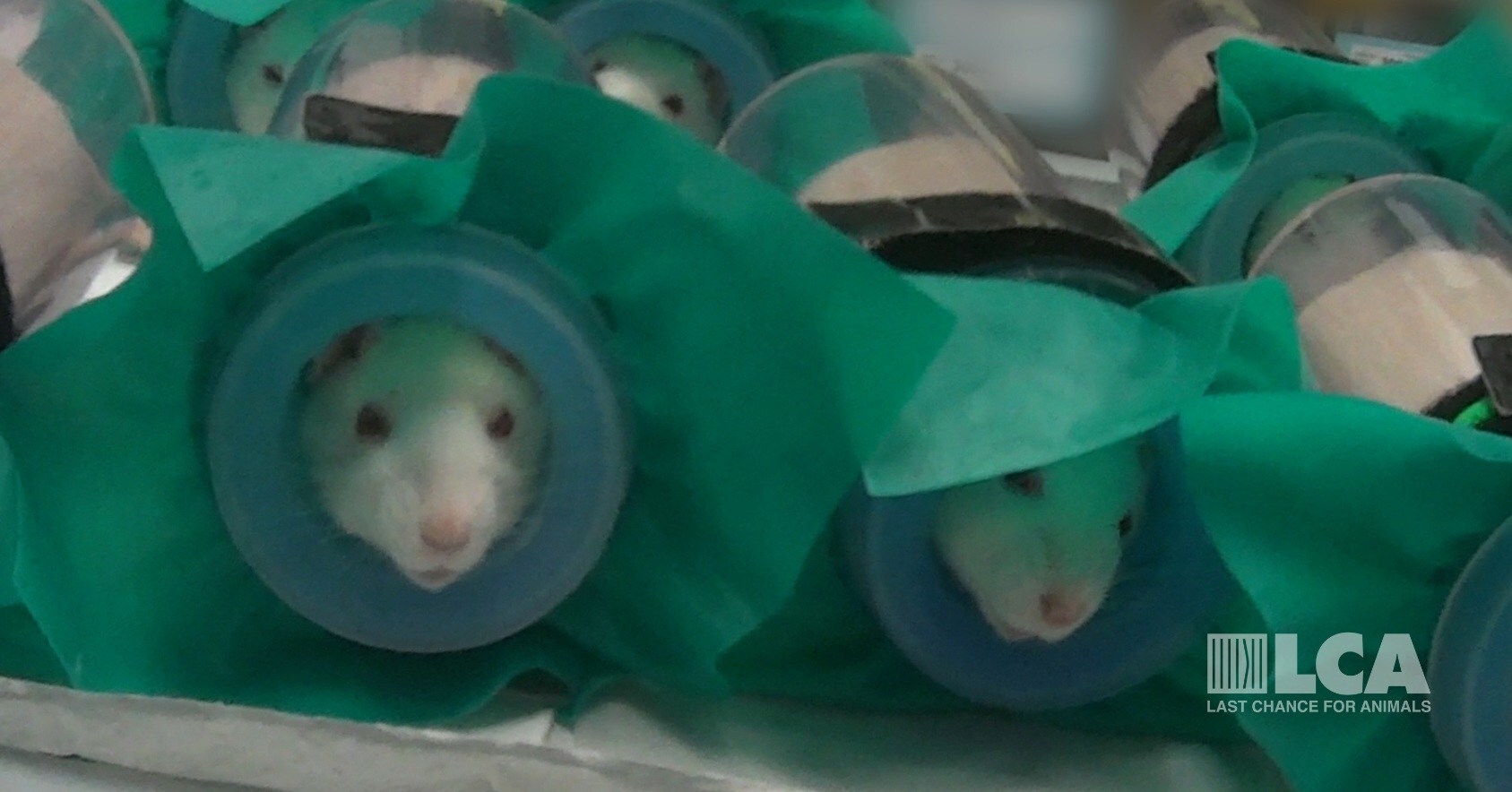 More than 110 million rats suffer in US research laboratories - The ...