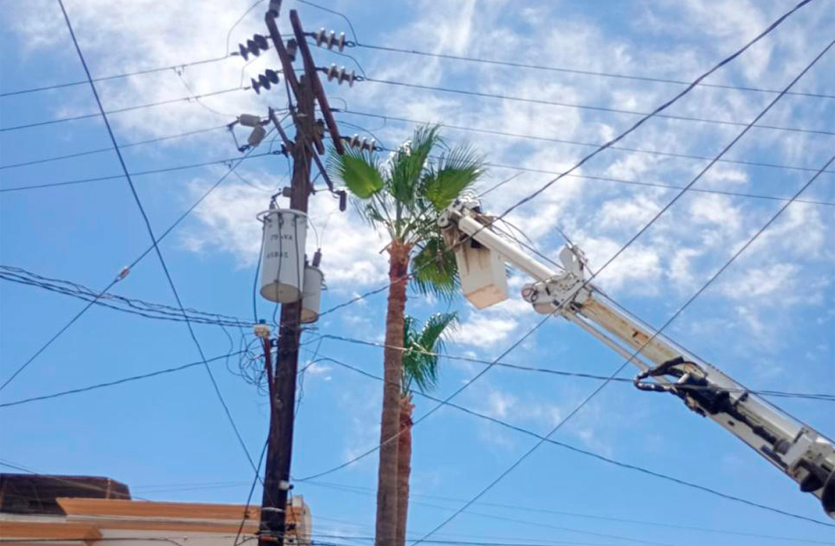 Versión de la CFE: Una rama de palmera causó el apagón del 13 de Mayo ...